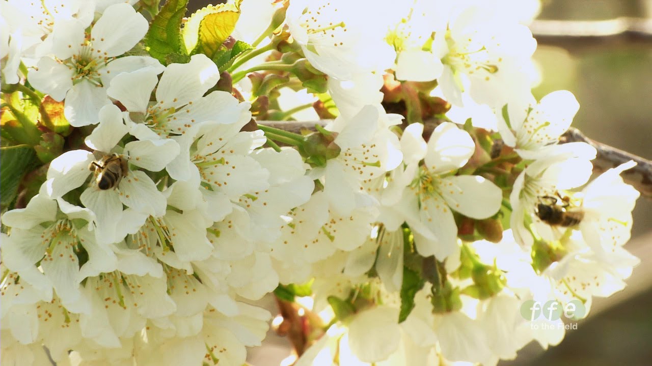 How McClaskey Orchards cut their payroll processing time in half - Hectre