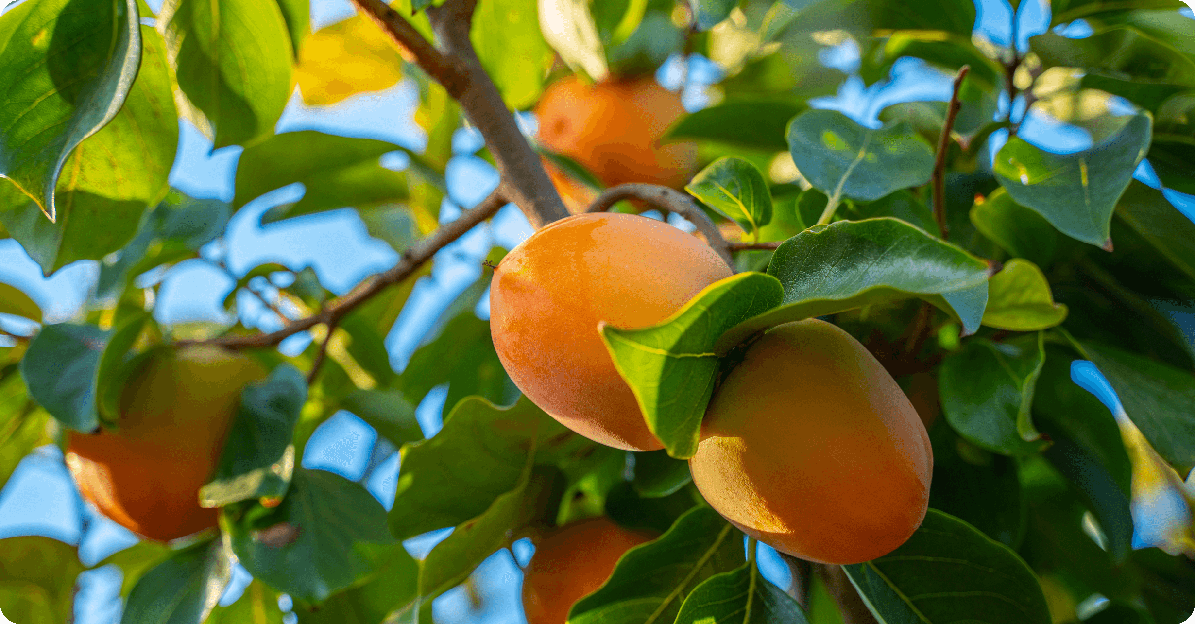 Fruit Sizing and Color grade for Stone Fruit | Hectre Fruit Quality AI